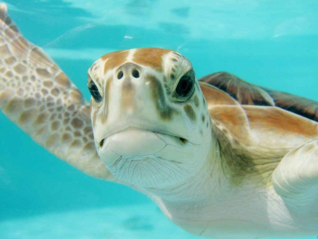 Australian sea turtle population threatens to become fully feminine ...