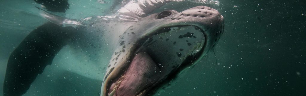 Netflix's Our planet shows amazing underwater footage » Divebase Blog